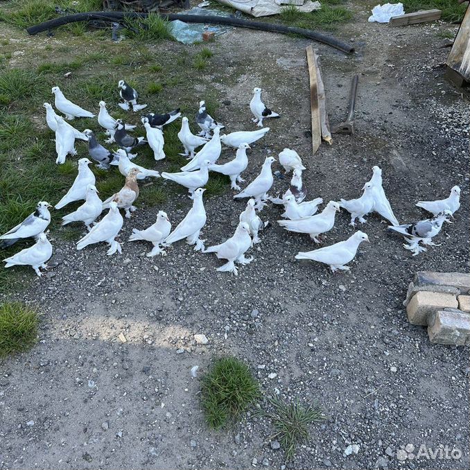 Ленинаканские голуби