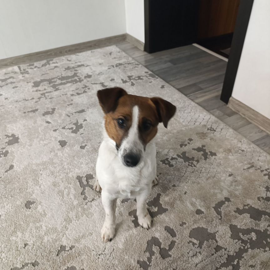 Джек рассел терьер мальчик