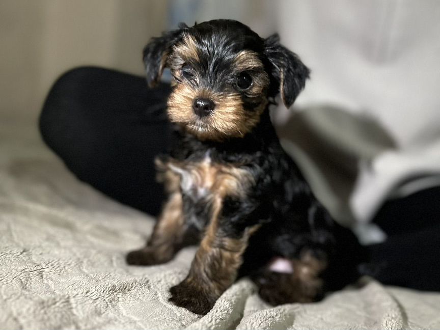 Йоркширский терьер щенки