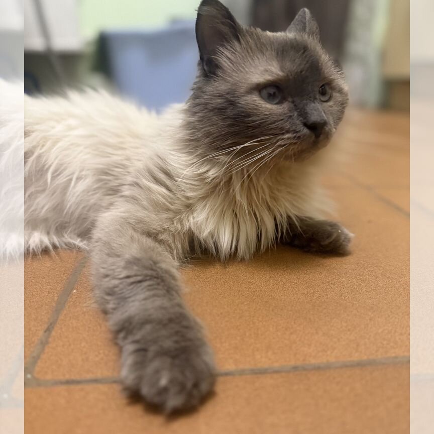 Невский маскарадный, взрослый кот