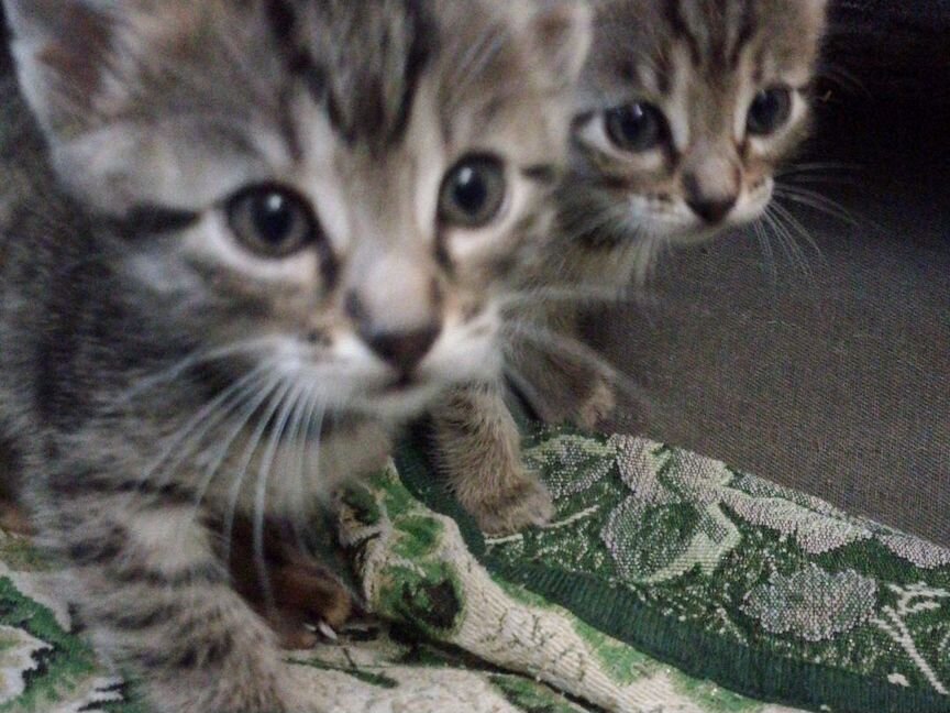 Бенгальские котята