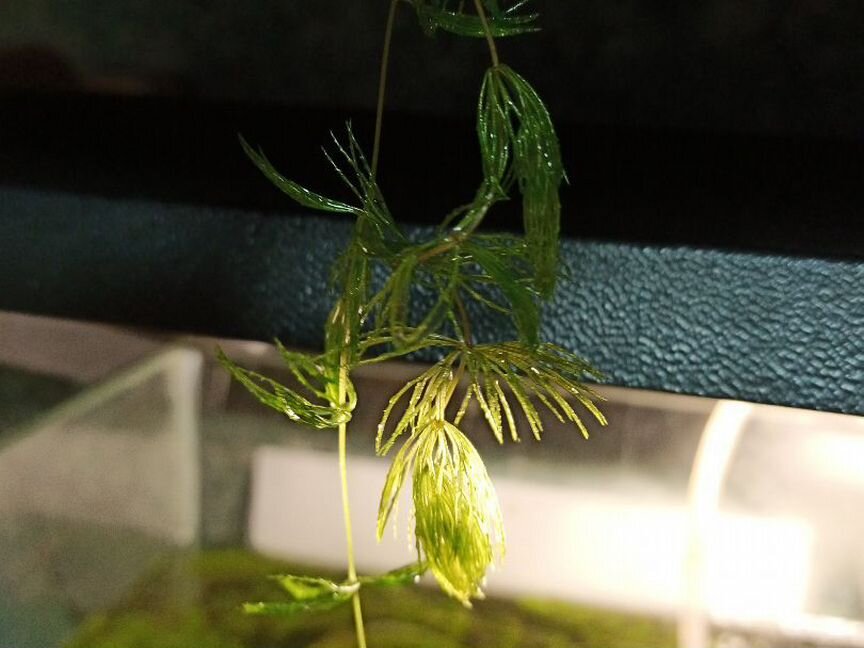 Трава в аквариум