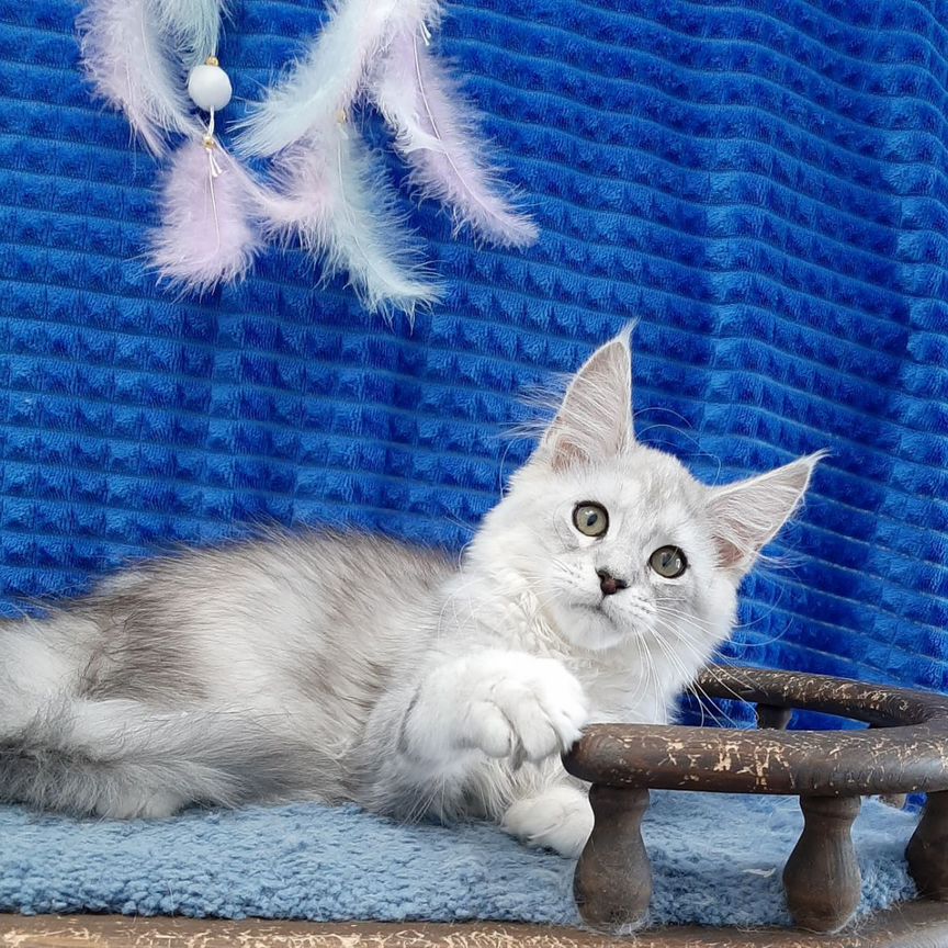 Мейн-кун котёнок