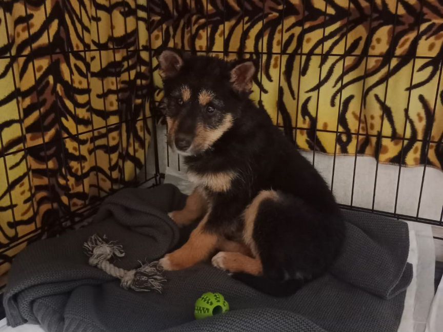 Щенок в добрые руки бесплатно