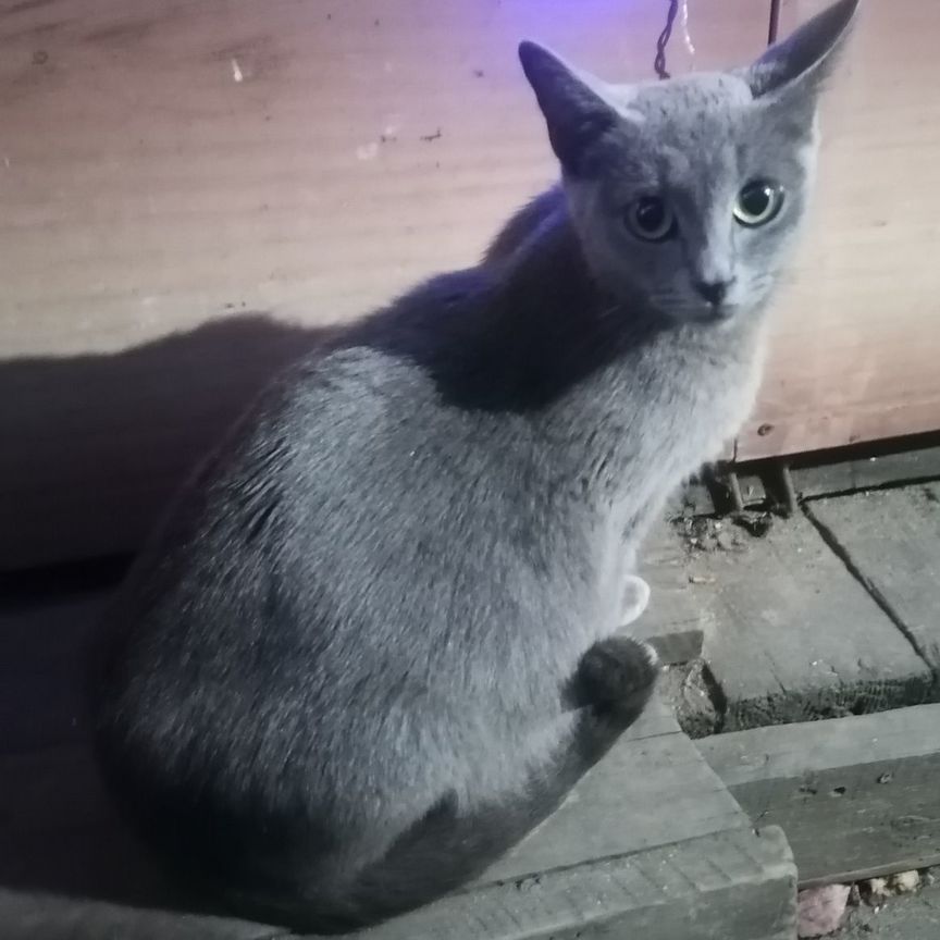 Русская голубая кошка, взрослая