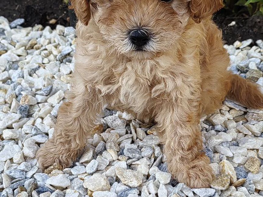 Пуделята-Миниатюра