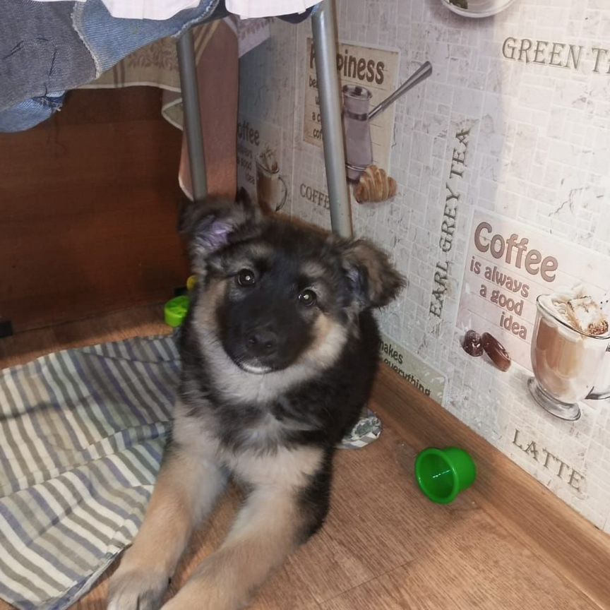 Щенок в добрые руки