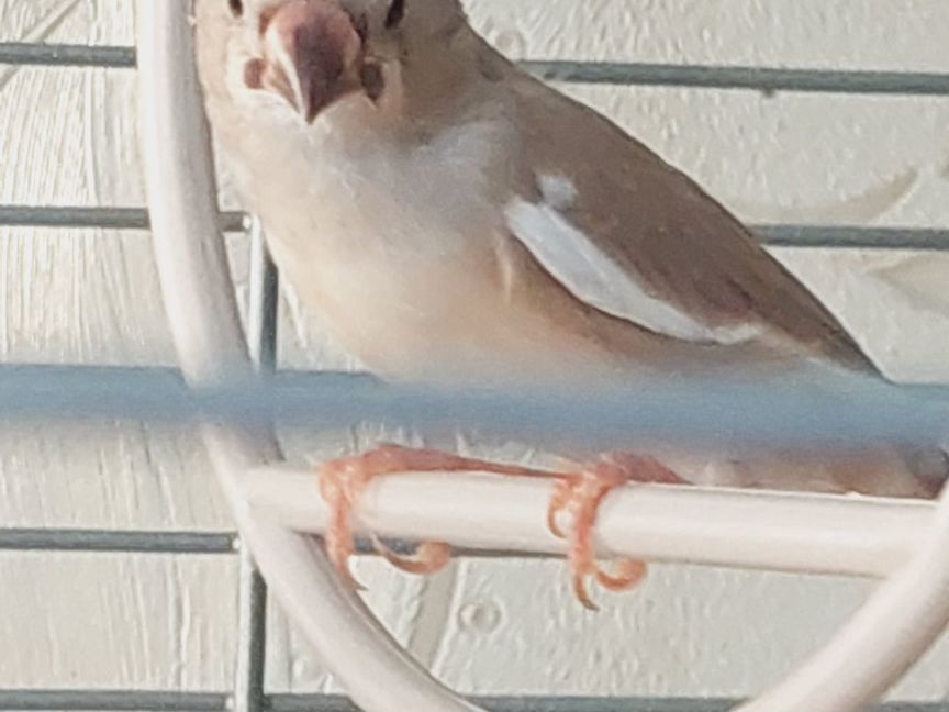 Эксклюзивный птенец зебровой амадины