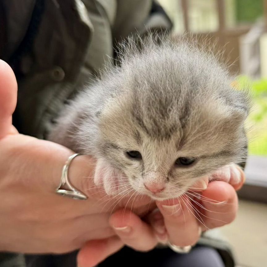 Котёнок в добрые руки