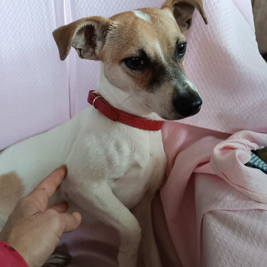 Маленький пёсик ищет дом