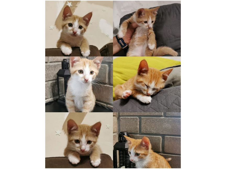 Чудесные рыжики