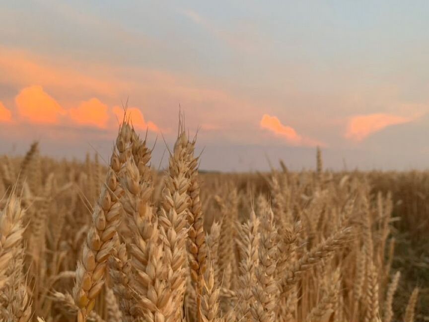 Пшеница