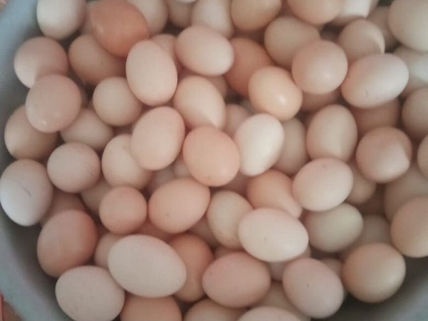 Домашние куриные яйца инкубационные