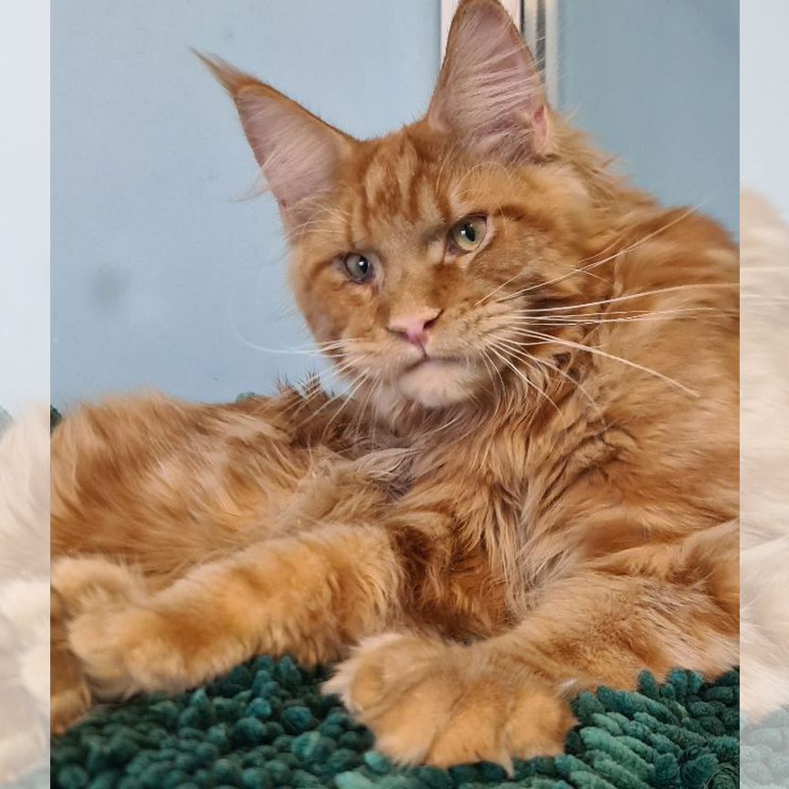 Мейн-кун в варежках