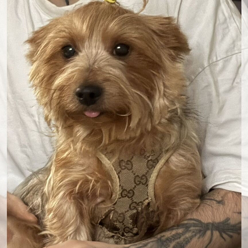 Йоркширский терьер, взрослая собака