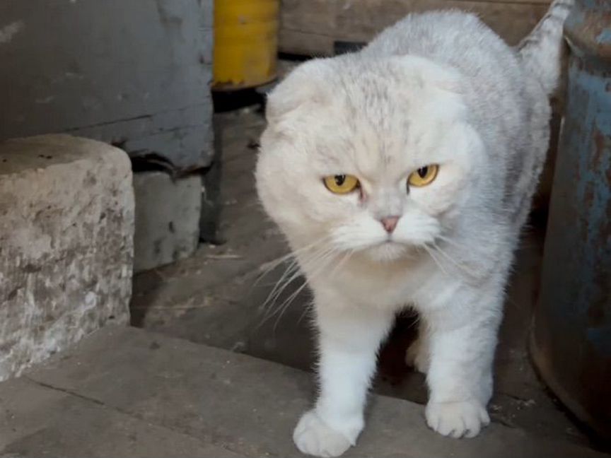 Шотландская вислоухая в добрые руки