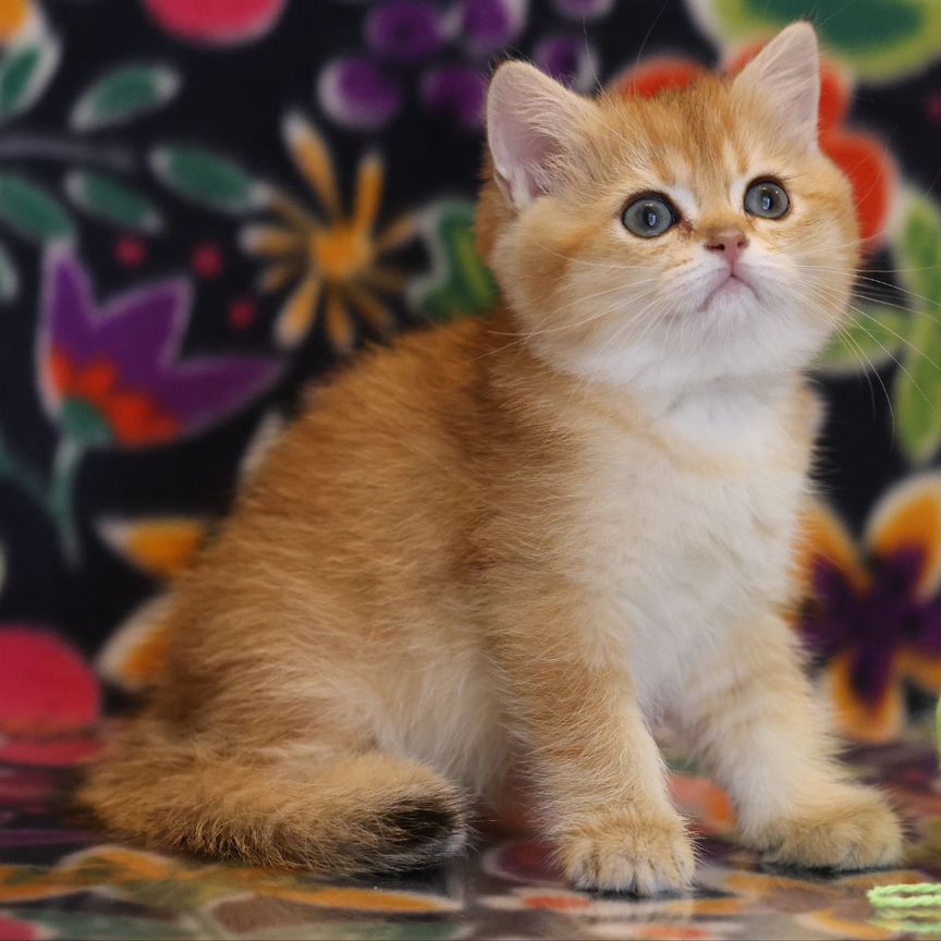 Кошечка золотая шиншилла