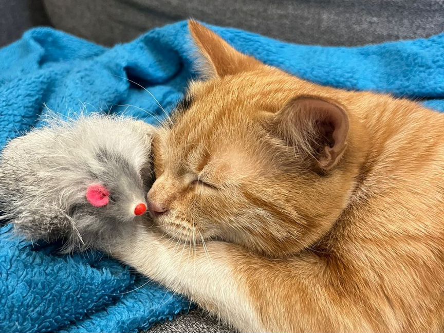 Котик в добрые руки