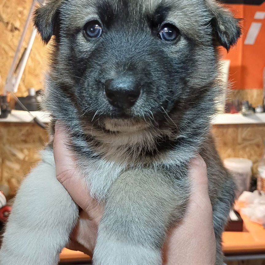 Отдают щенков