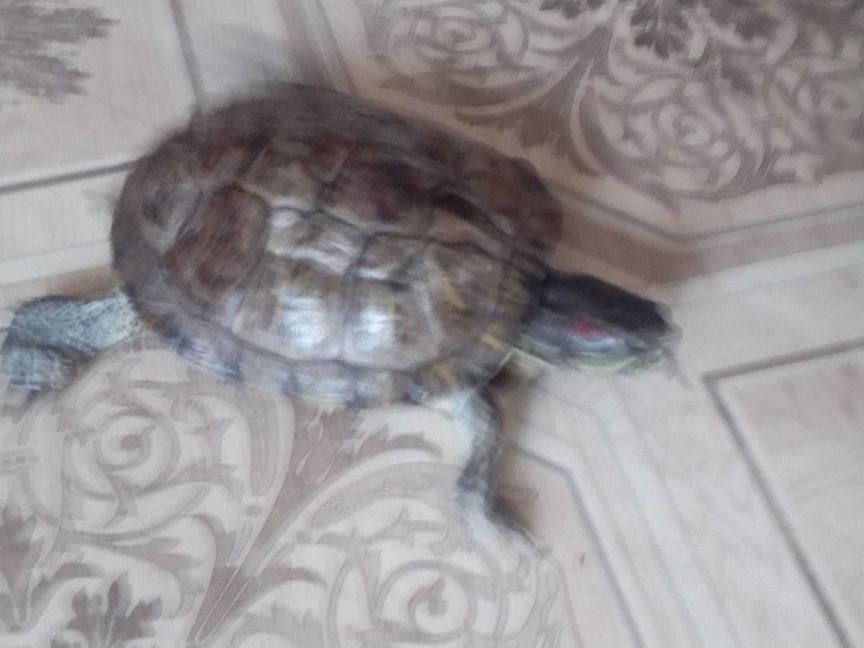 Красноухая черепаха