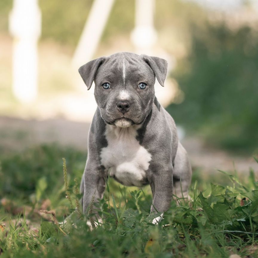 Калужский Талисман