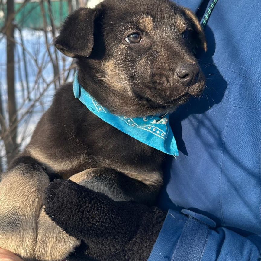 Щенок ждет хозяев