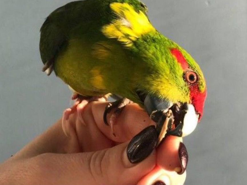 Попугай какарик