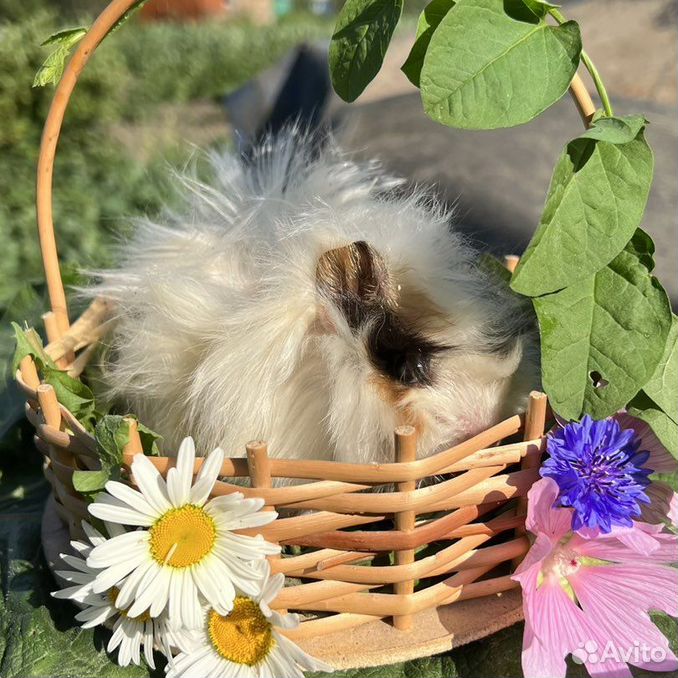 Морская свинка девочка