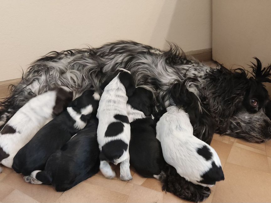 Собаки щенки