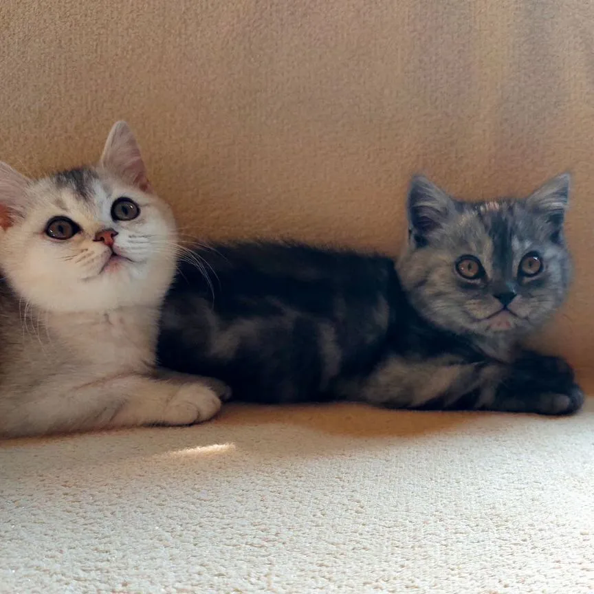 Шотландские вислоухие котята шиншилла