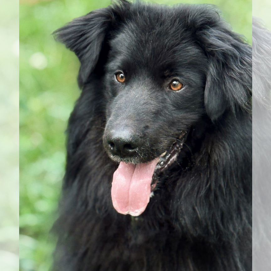 Взрослая собака в добрые руки