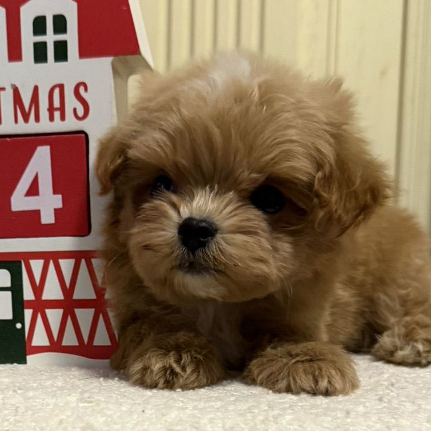 Мальтипу, щенок