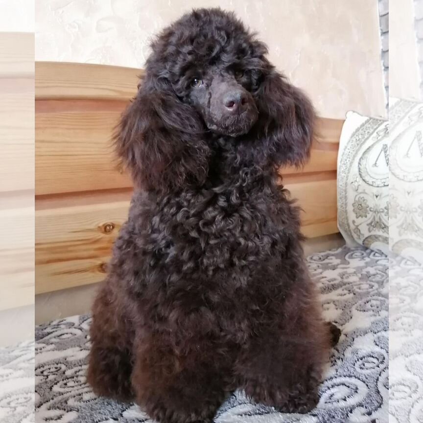 Пудель, взрослая собака