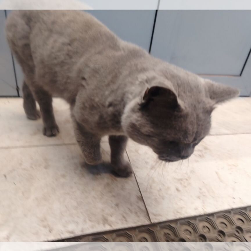 Британский короткошёрстный кот, взрослый