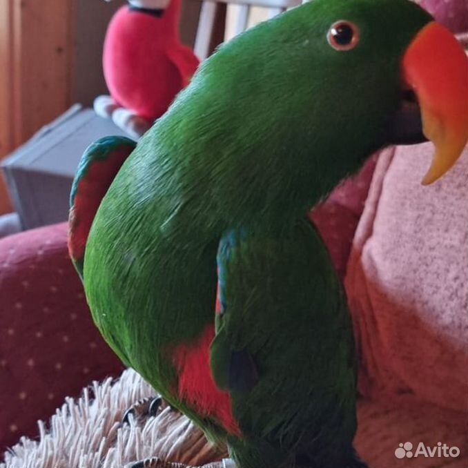 Эклектус (самец)