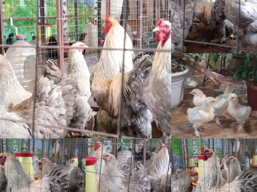 Брама Изабелла Маран молодки