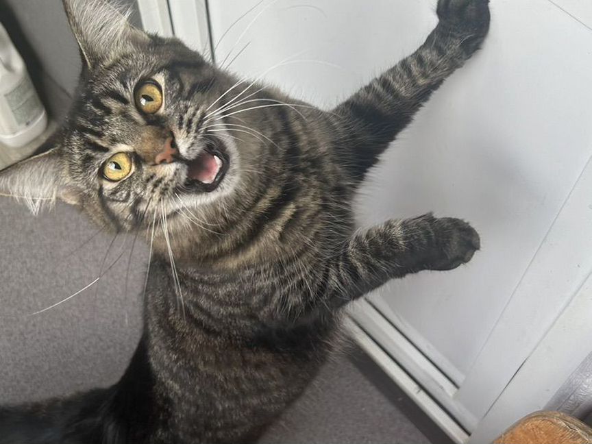 Мейн-Кун самка на вязку