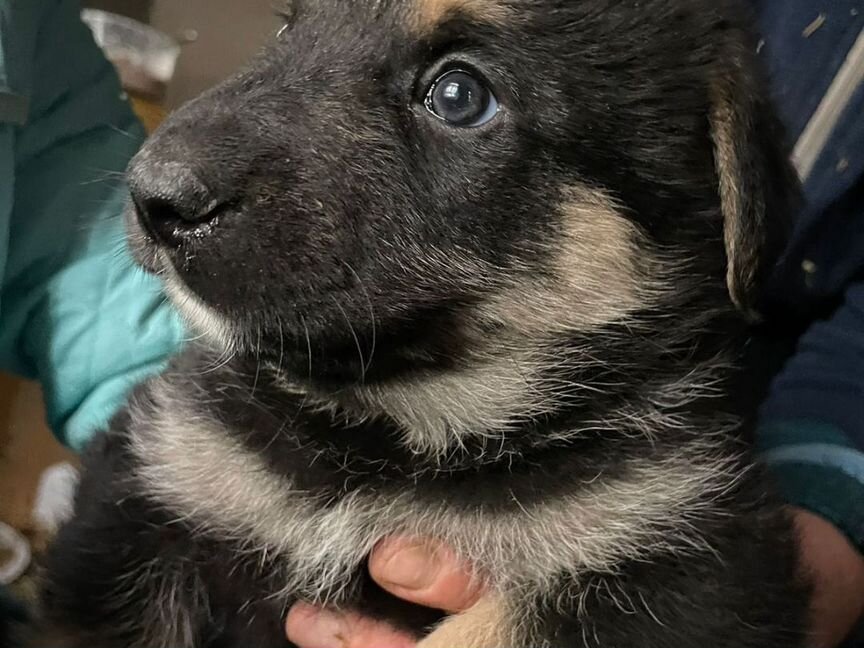 Щенок 1. 5 месяца