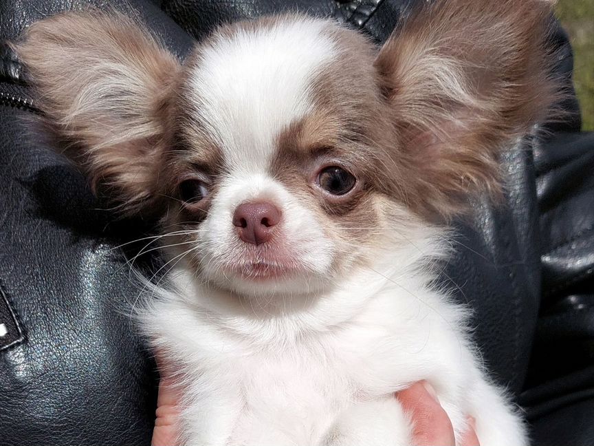 Чихуахуа лиловые