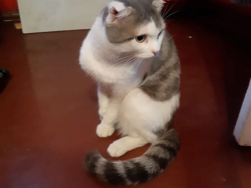 Котенок мальчик бесплатно