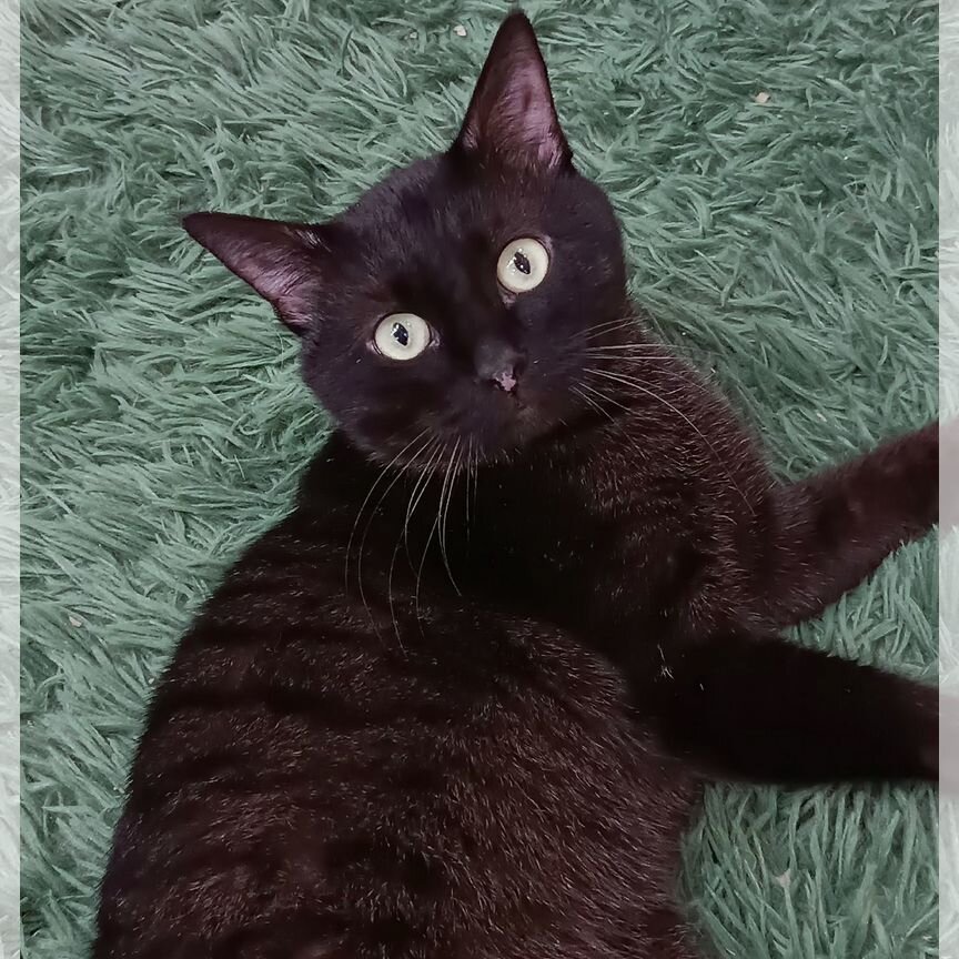 Взрослая, кошка в добрые руки