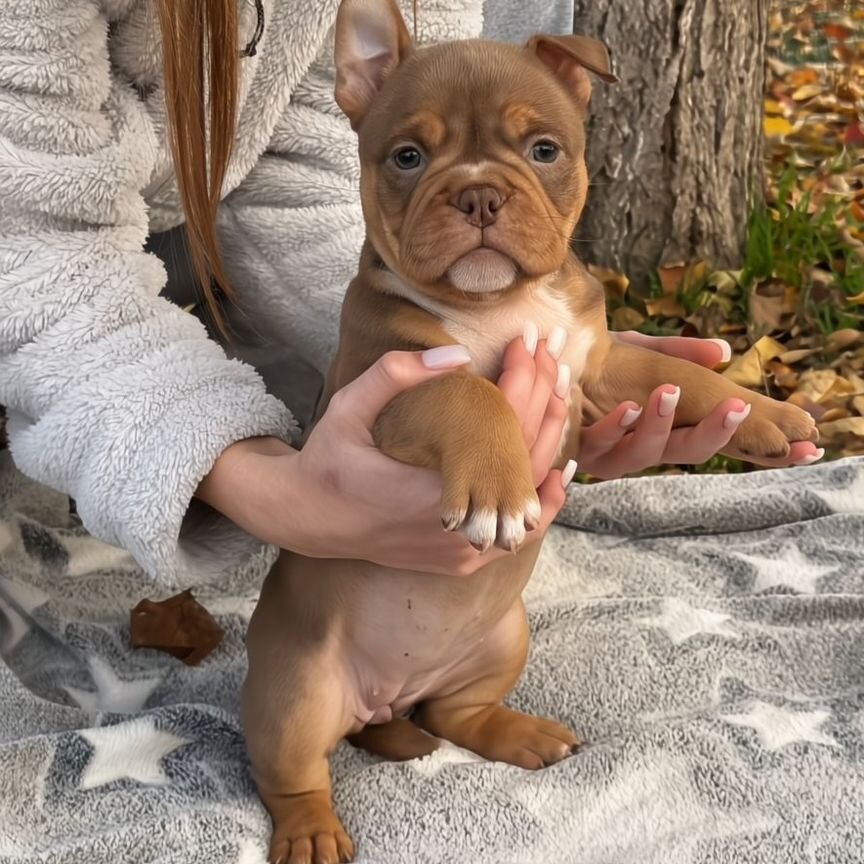 Американский булли, щенок