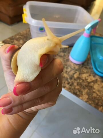 Улитки ахатины и виноградные