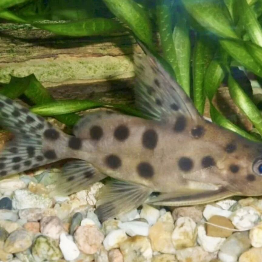 Отдам синодонтиса