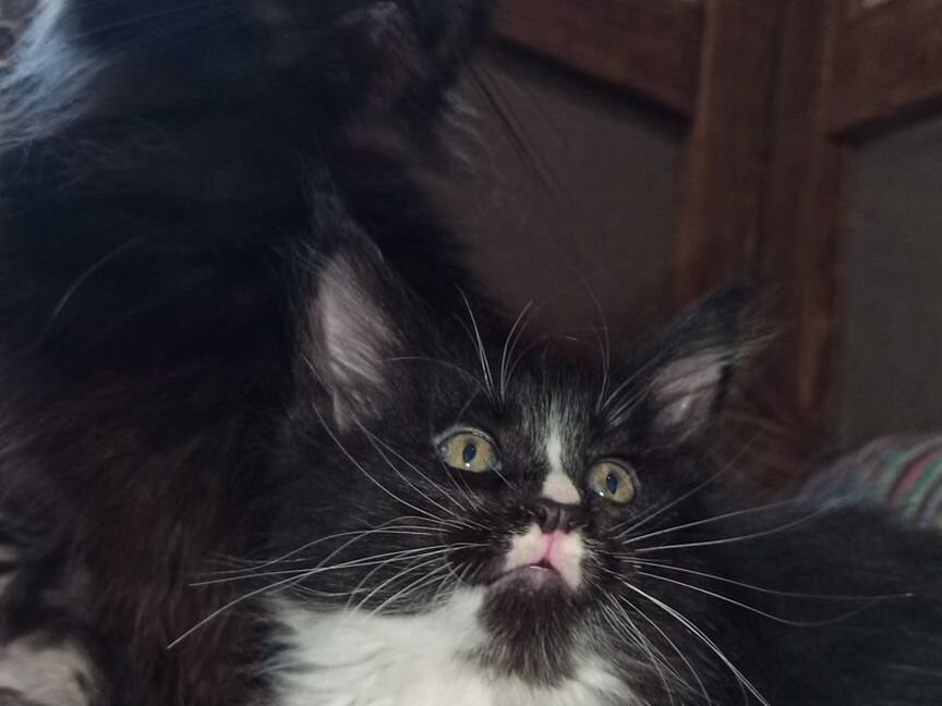 Котик Мэйн кун