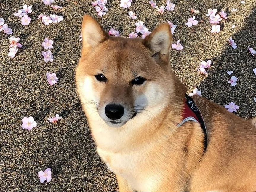 Собака сиба ину