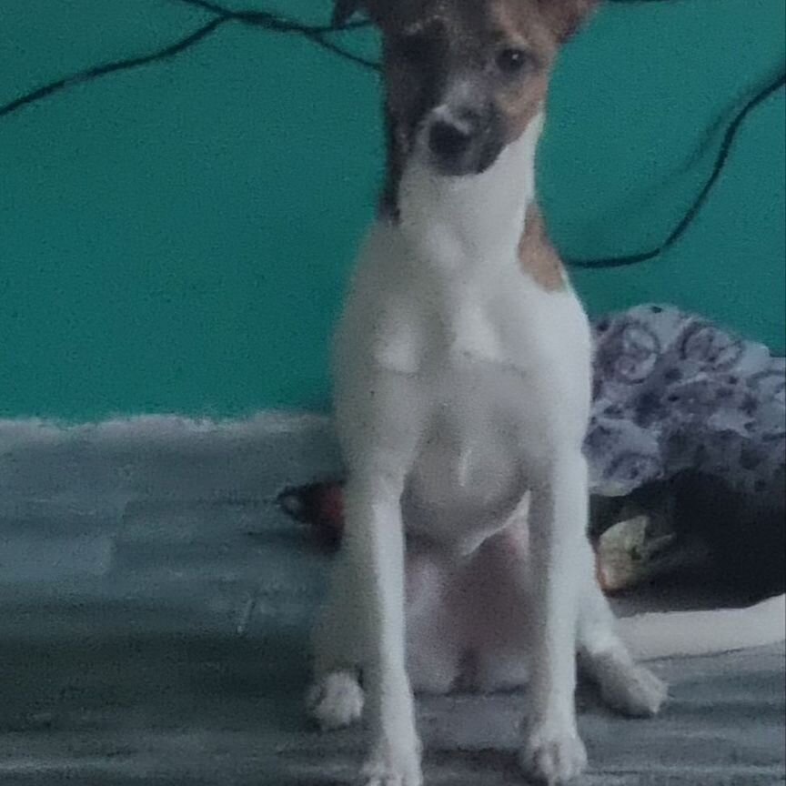 Щенок Джек Рассел сука