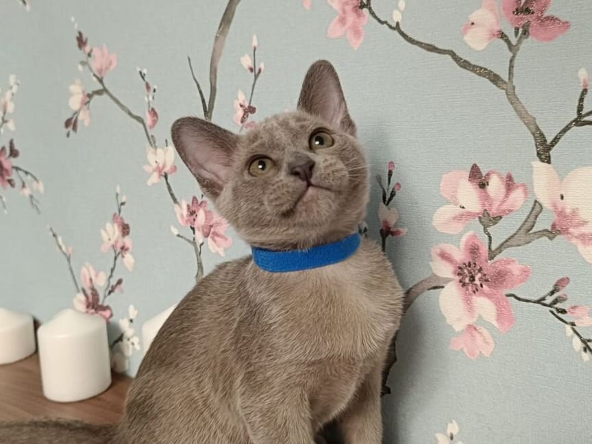 Бурманские котята