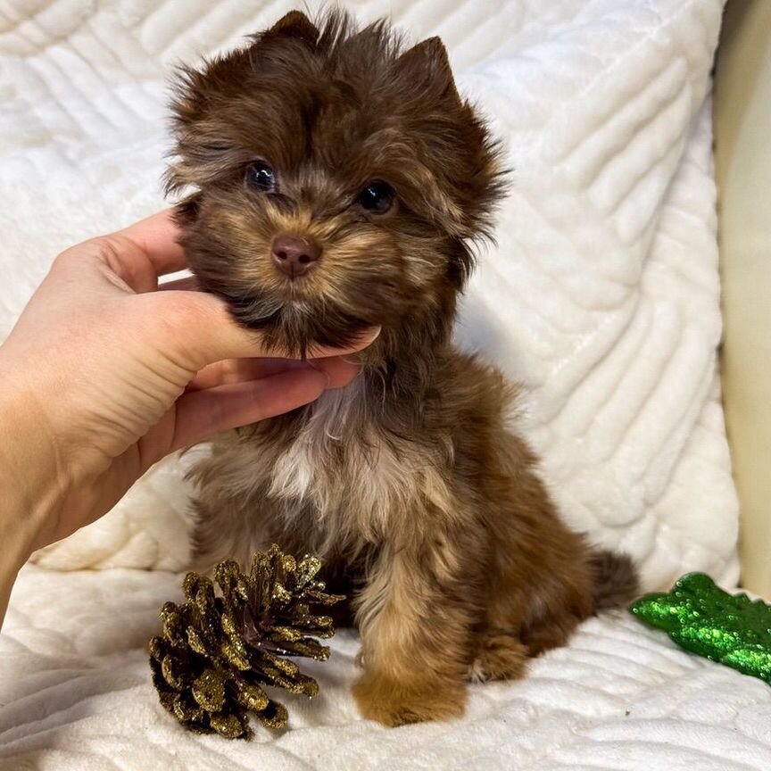 Йоркширский терьер, щенок