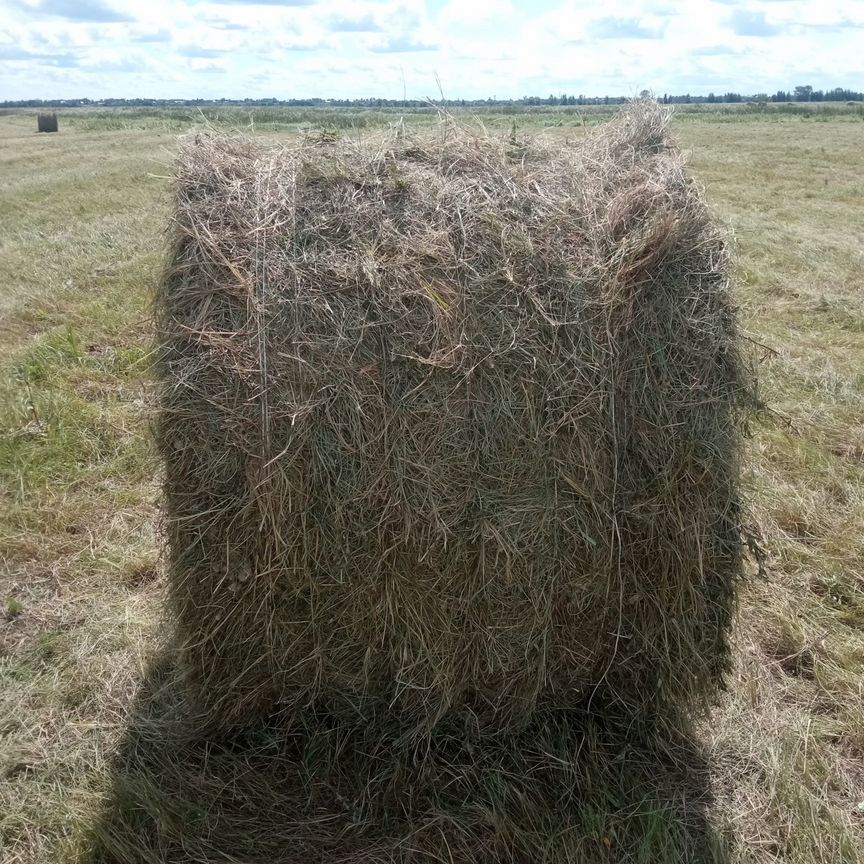 Продам сено в рулонах